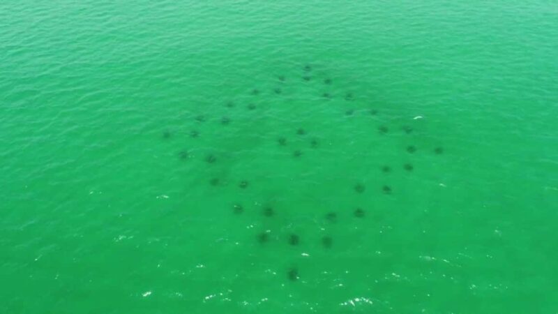 Destin: Reef Snorkeling Adventure - FAQ
