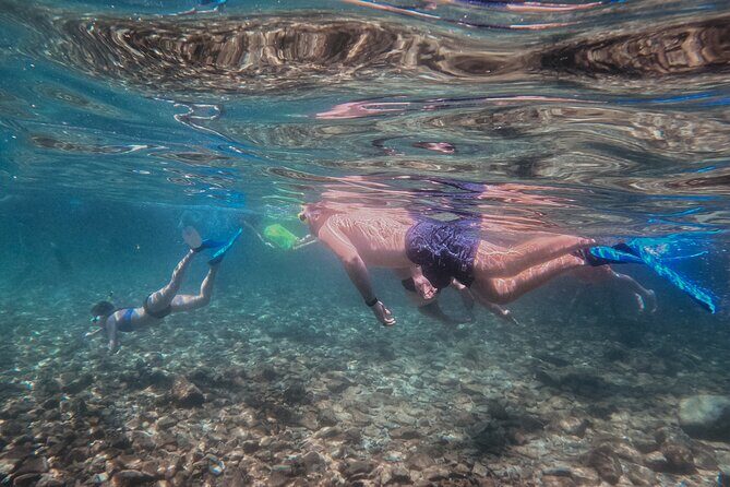 Destin Shelling and Dolphin Adventure - An In-Depth Look at Destins Shelling and Dolphin Adventure