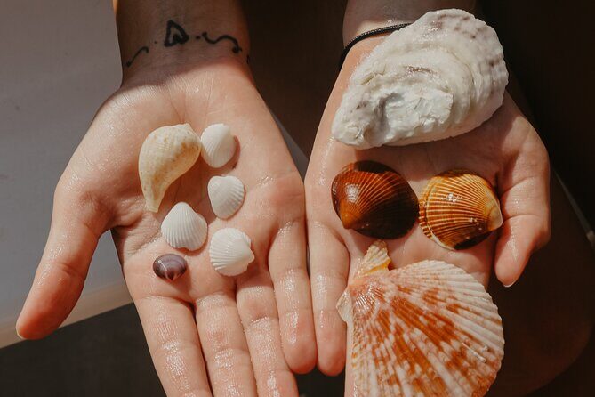 Destin Shelling and Dolphin Adventure - Final Thoughts