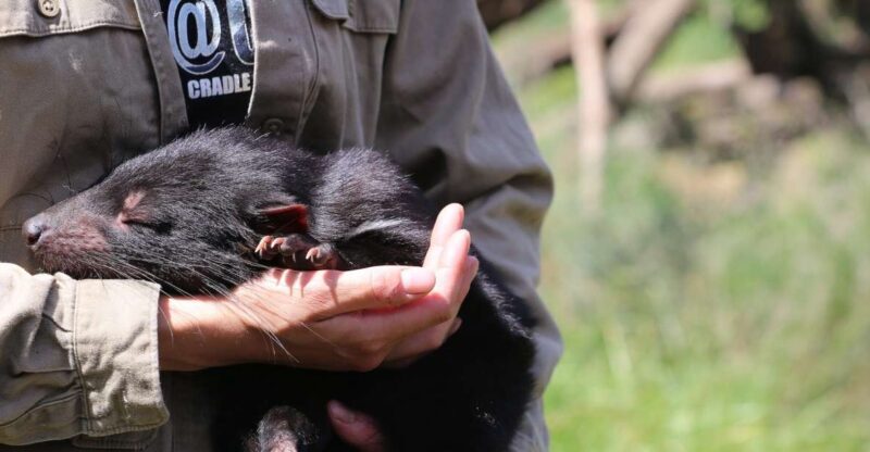 Devils at Cradle: Day Keeper Tour and Entry to Wildlife Park - Introduction: What to Expect from Devils at Cradle