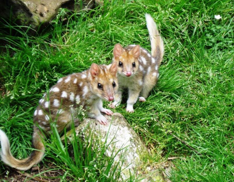 Devils at Cradle: Day Keeper Tour and Entry to Wildlife Park - Guided Tours and Conservation Education