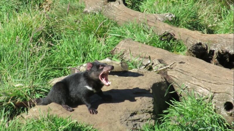 Devils at Cradle: Day Keeper Tour and Entry to Wildlife Park - Experience Quality and Practical Details