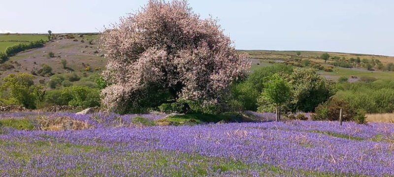 Devon: Dartmoor National Park Guided Tour - An In-Depth Look at the Dartmoor Experience