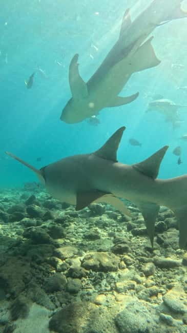 Dhiffushi: Snorkeling with Nurse Sharks - Key Points
