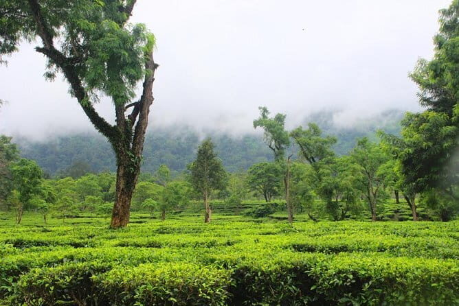 Dibrugarh Tea Tour, Singpho village with lunch, Digboi oil museum - Key Points
