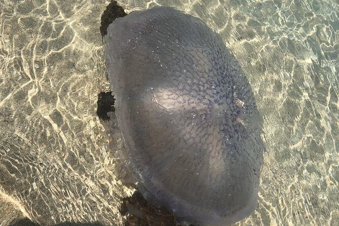 Dien Cape and Hon Nua Island - 1-day Tour - Final Thoughts