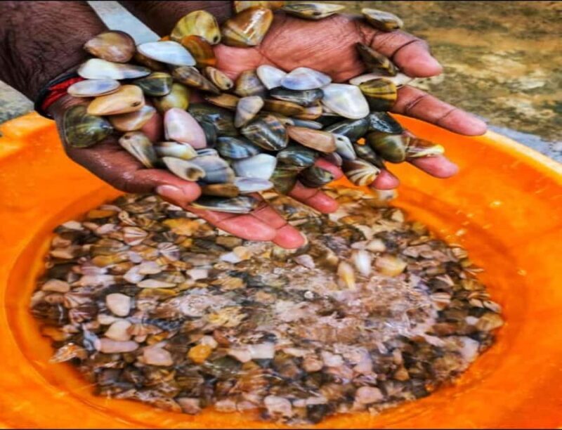 Dig, Discover & Dine Jaffnas Coastal Clam Experience - Key Points