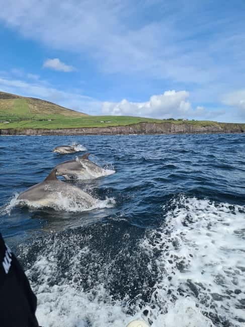 Dingle: Blasket Island Eco Tour with Wildlife Watching - Key Points