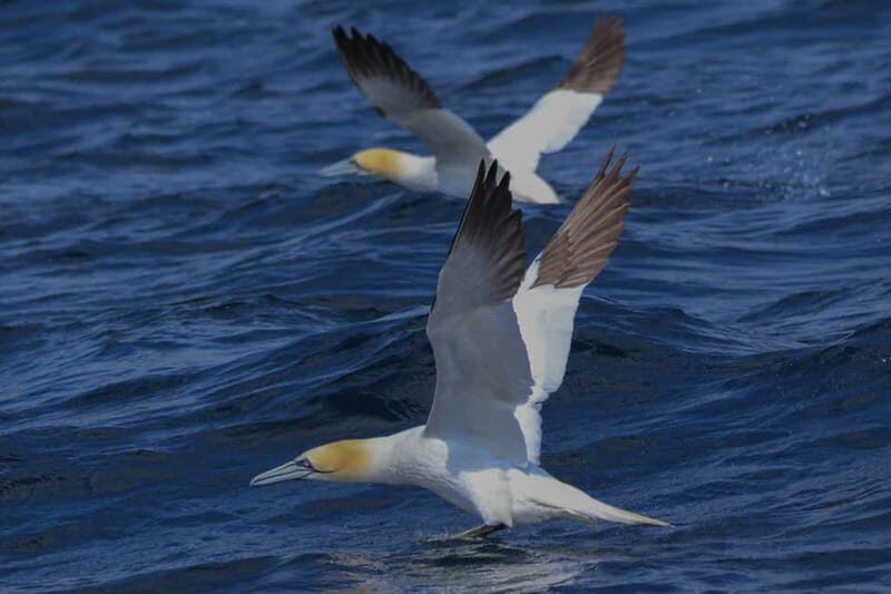 Dingle: Blasket Island Eco Tour with Wildlife Watching - Authentic Experiences Based on Reviews