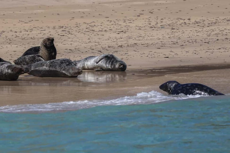 Dingle: Blasket Island Eco Tour with Wildlife Watching - Who Should Consider This Tour?