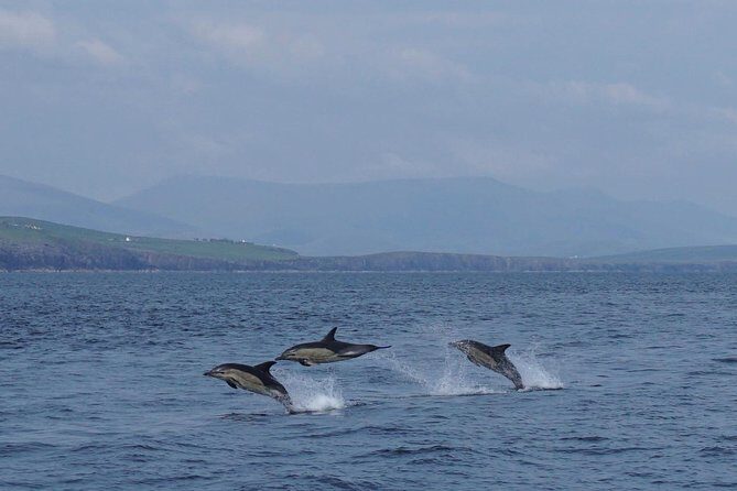 Dingle Boat Tours RIB Adventure Private - Who Will Love This Tour?