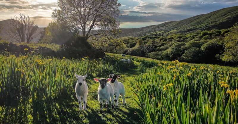 Dingle: HIdden Peninsula Photo And Sightseeing Tour - Key Points