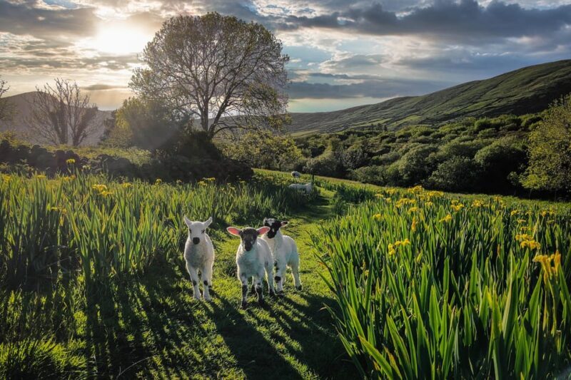 Dingle: HIdden Peninsula Photo And Sightseeing Tour - What to Expect from the Journey