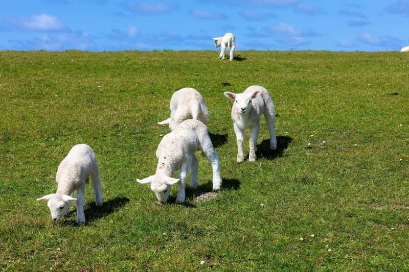Dingle Peninsula & Slea Head Drive: Tour from Killarney - Key Points