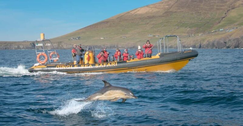 Dingle: Sea Safari by RIB Boat - Exploring the Dingle Sea Safari Experience in Depth