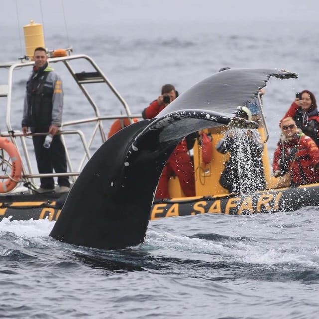 Dingle: Sea Safari by RIB Boat - FAQ