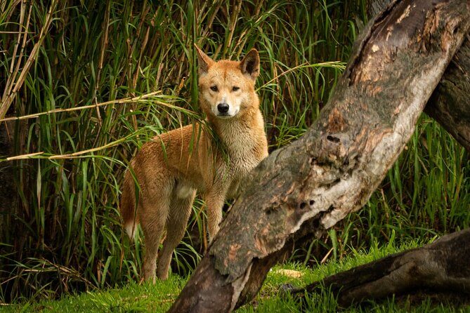 Dingo Experience at Healesville Sanctuary - excl. entry - Understanding the Value