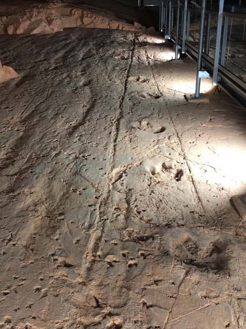 Dinosaur Stampede Half Day Tour - Dino Dash - An In-Depth Look at the Dino Dash Experience