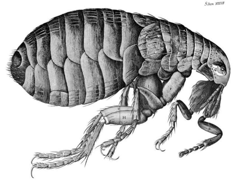 Disastrous London: Plague, Fire, and Revolution - Exploring the Depths of Disastrous London