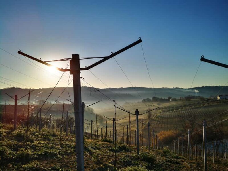 Discover Abruzzo and Castelferrato: Visit Vineyards and Wine Tasting - Discover Abruzzo and Castelferrato: Visit Vineyards and Wine Tasting