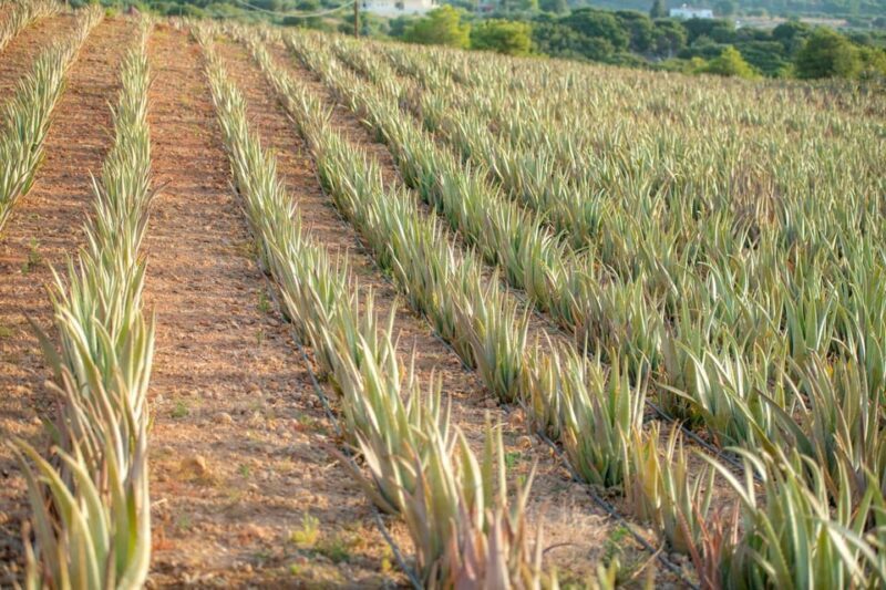 Discover Aloe: A Farm Walk & Workshop - Exploring the Experience: What to Expect