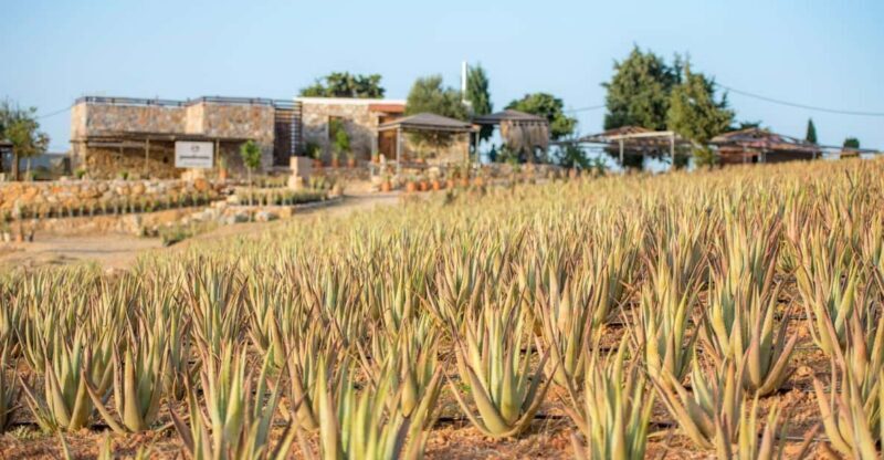 Discover Aloe: A Farm Walk & Workshop - The Experience in Context