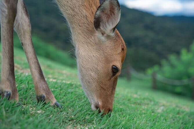Discover Ancient Nara: Private Car Tour from Kyoto or Osaka - Key Points