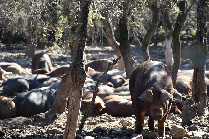 Discover and Tasting How Jamón Iberico is Made - Key Points