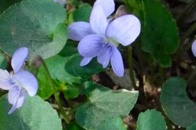 Discover Aurora Illinois Hiking Getaway - Key Points