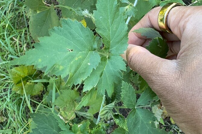 Discover Aurora Illinois Hiking Getaway - An In-Depth Look at the Aurora Illinois Hiking Experience