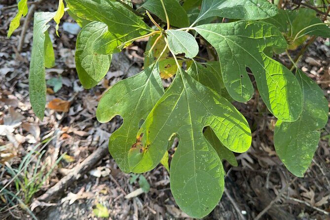 Discover Aurora Illinois Hiking Getaway - Practical Tips for Your Hike