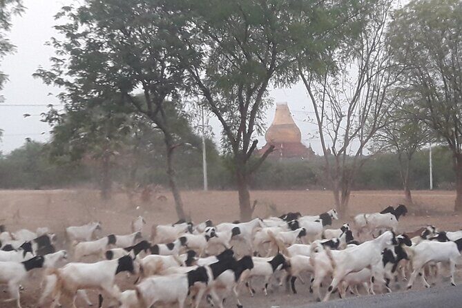 Discover Bagan Day Tour - Limitations and Considerations
