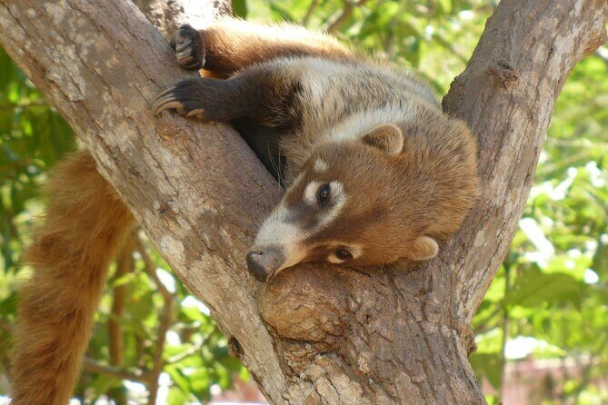 Discover Barra de Potosí - Encountering Wildlife at El Refugio de Potosí