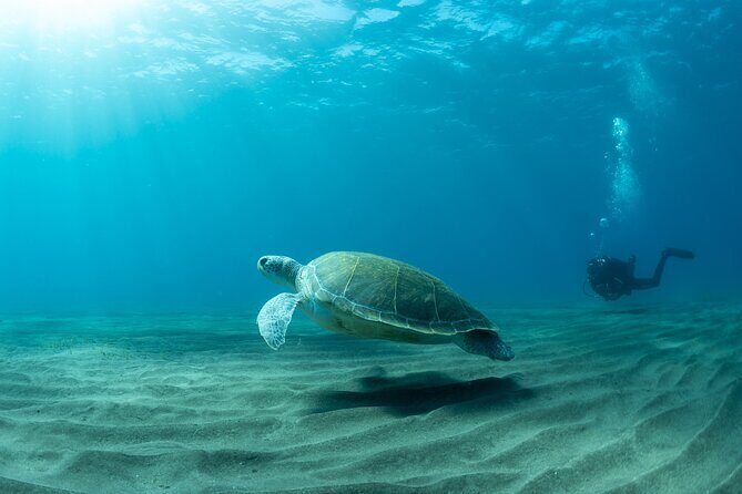Discover beginner diving in Tenerife - Key Points
