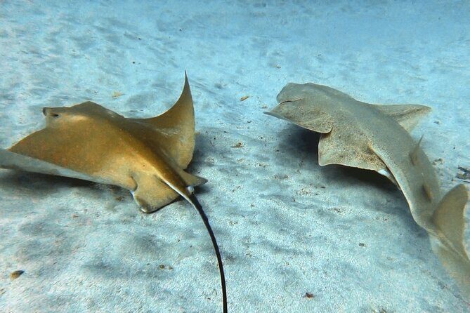 Discover beginner diving in Tenerife - Additional Practical Tips