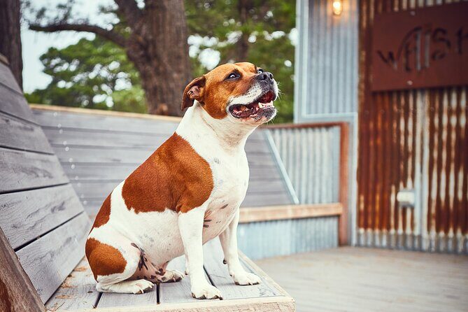 Discover Bellarine Wine, Cider and Craft Beer with Private Bus - The Sum Up