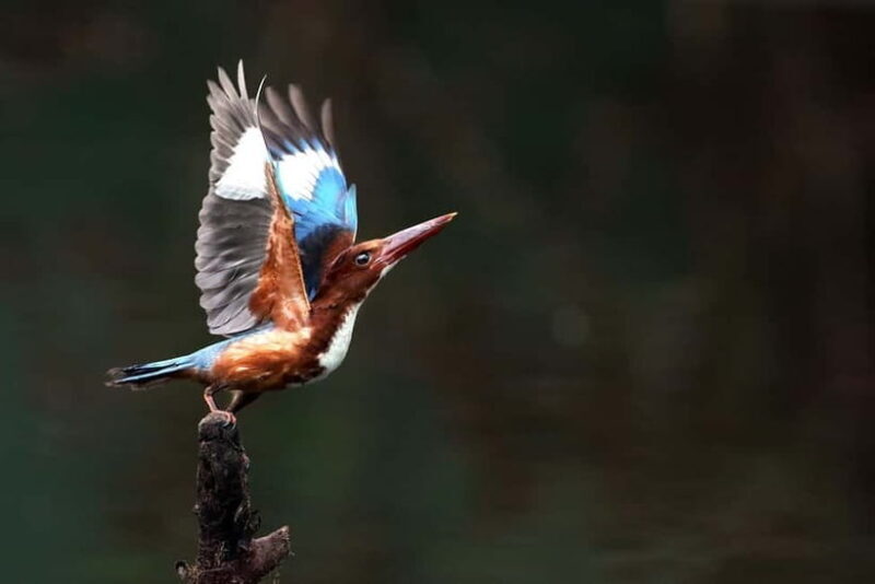 Discover Birding heaven at Sultanpur in a day from Delhi - The Experience: Pros & Cons