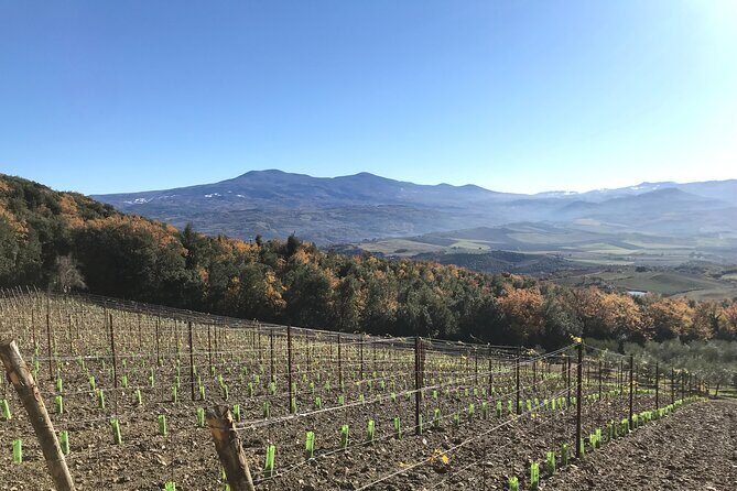 Discover Brunello Wines with DiWine Experience - Why This Tour Offers Great Value