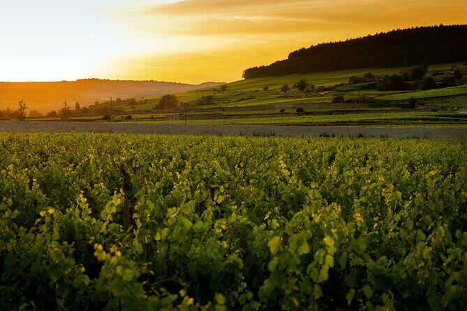 Discover Burgundy - What You Can Expect from the Experience