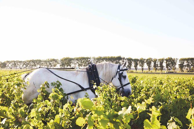 Discover Burgundy - The Value and Practical Aspects