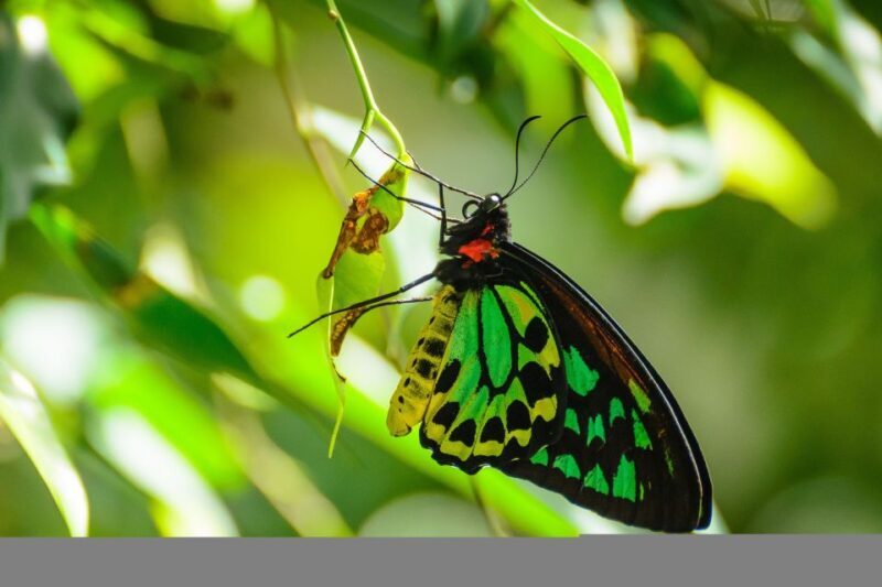 Discover Cairns: Cairns River Cruise & City Sights Tour - The Practical Details and Value