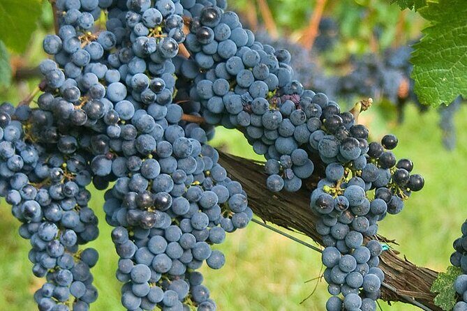 Discover Chianti Classico Wines DiWine Experience - FAQs