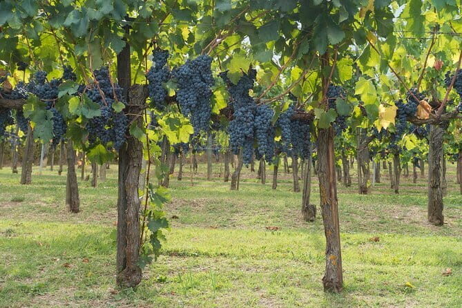 Discover Chianti: Half-Day Tour - The Sum Up: Is It Worth It?