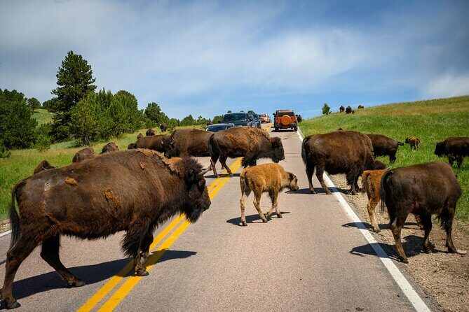 Discover Custer State Park A Self Guided Audio Driving Tour - An In-Depth Look at the Custer State Park Audio Tour Experience