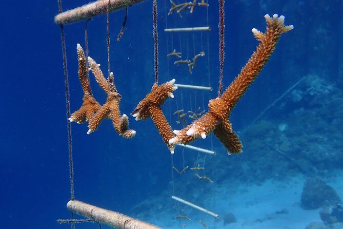 Discover Diving in Curacao - The Sum Up: Who Should Consider This Tour?