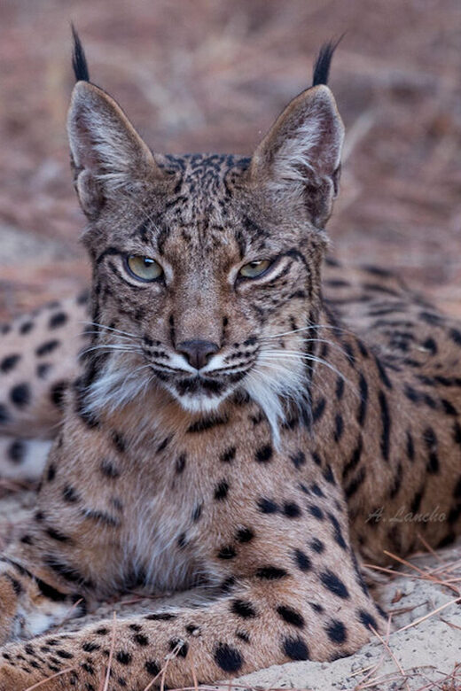 Discover Doñana & Iberian Lynx: Premium Nature Tour - Who Should Consider This Tour?