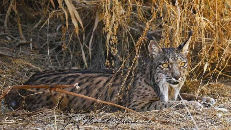 Discover Doñana & Iberian Lynx: Premium Nature Tour - Frequently Asked Questions