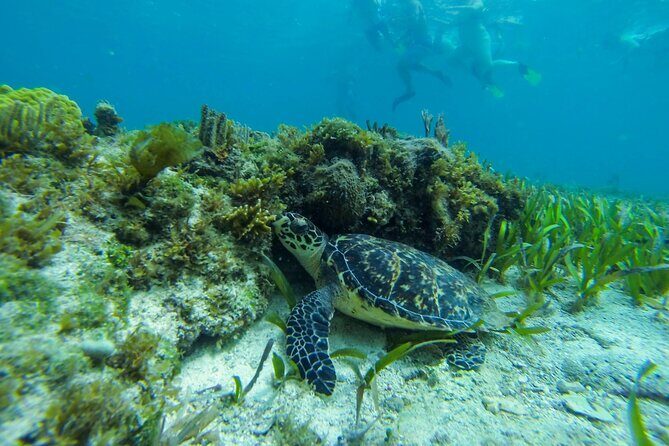 Discover El Cielo and Cozumel Snorkeling Adventure - FAQ about Discover El Cielo and Cozumel Snorkeling Adventure