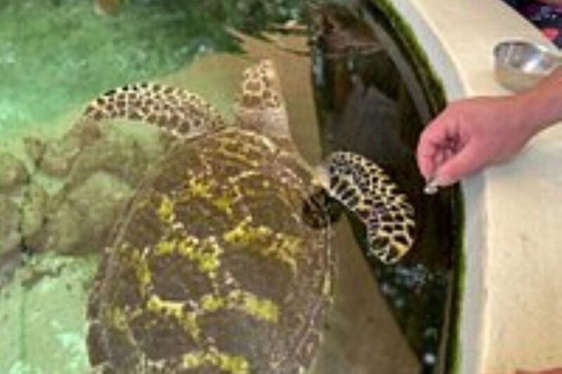 Discover Fijian Culture and Reptiles - Who Should Consider This Tour?