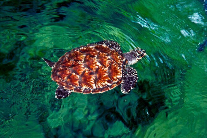 "Discover Fiji's Hidden Gems: Eco Park, Pottery Village & Dunes!" - Deep Dive into the Experience